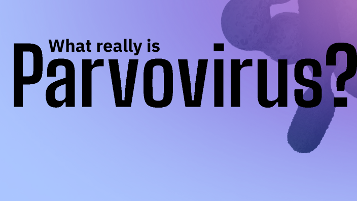 Parvovirus Awareness by Shaylie Romprey on Prezi