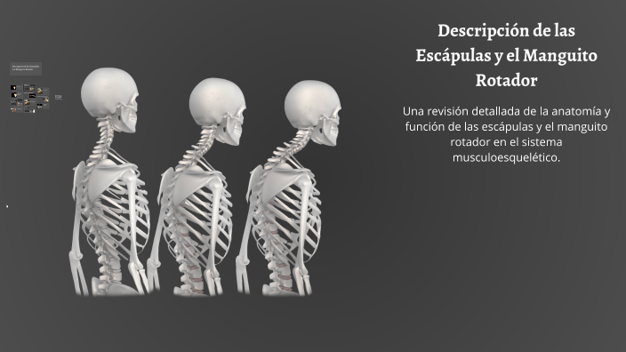 Descripción de las Escápulas y el Manguito Rotador by Daniela De Jesus ...