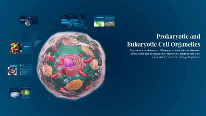 Prokaryotic and Eukaryotic Cell Organelles by Zaharah Ismail on Prezi