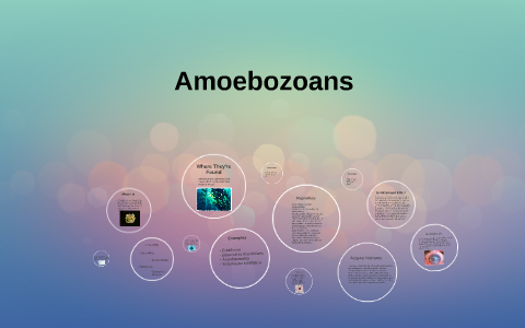 Amoebozoans by Brooke Bolton on Prezi