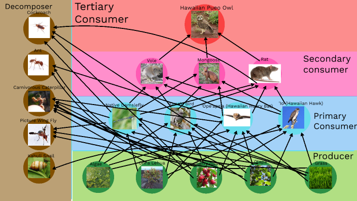 Owl food web by Raegan Baldwin on Prezi