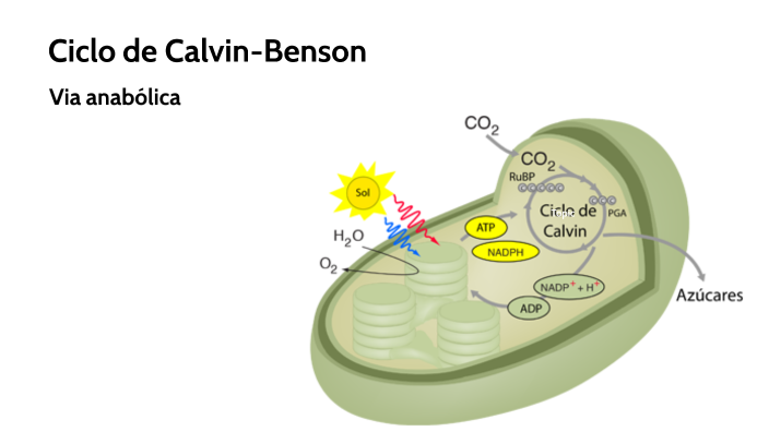 Ciclo de Calvin-Benson by Citlalin Coral on Prezi