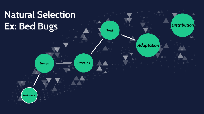Bed Bug Example Unit Challenge by Lucas DeGroot on Prezi