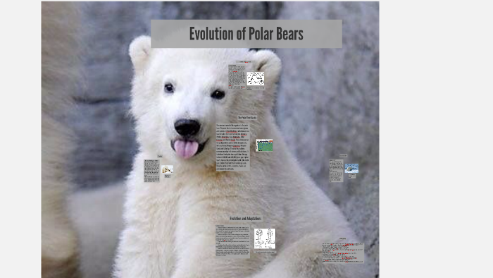 Evolution of Polar Bears by Megan Rossi on Prezi