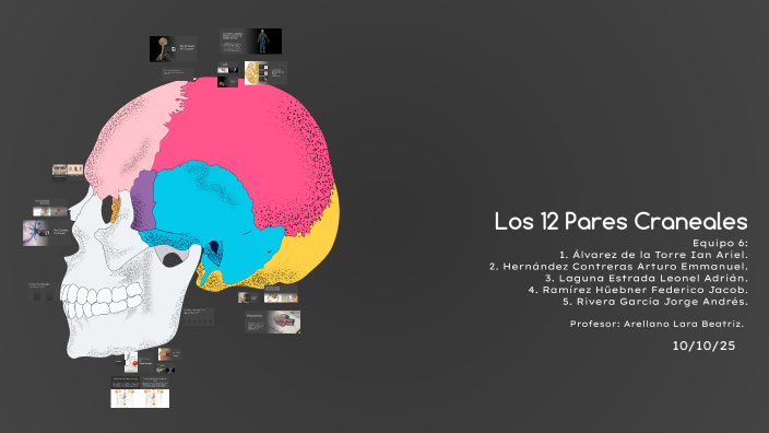 Los 12 Pares Craneales by ian Ariel on Prezi