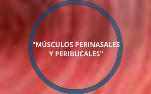 Músculos perinasales y peribucales by Alejandro Castañeda Sotelo on Prezi