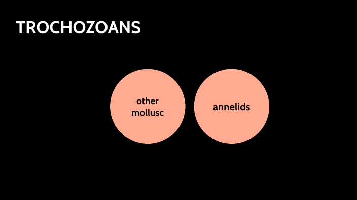 TROCHOZOANS by yen ee tang on Prezi