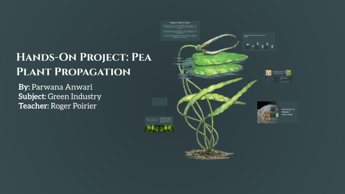 Hands-On Project: Pea Plant Propagation by Parwana Anwari on Prezi