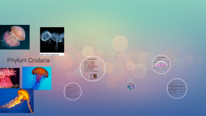 Phylum Cnidaria, Class Scyphozoa by Aierelle Nicole on Prezi