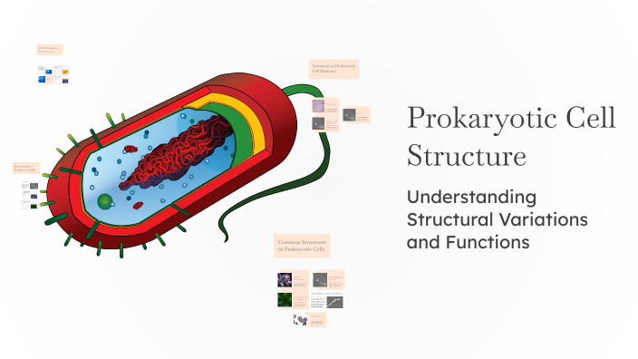 Prokaryotic Cell Structure by Kevin Geoghegan on Prezi