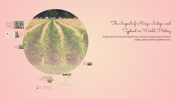 The Impact of Maize, Indigo, and Typhoid in World History by Serena ...