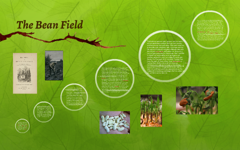 The Bean Field by Tina Qin on Prezi