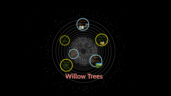 Willow Trees Presentation by Aviane Andrews on Prezi