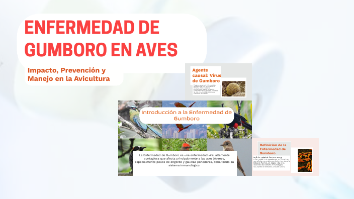 ENFERMEDAD DE GUMBORO EN AVES by andrea navarrete saavedra on Prezi