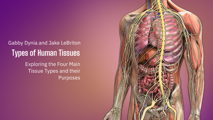 Types of Human Tissues by Jake LeBriton on Prezi