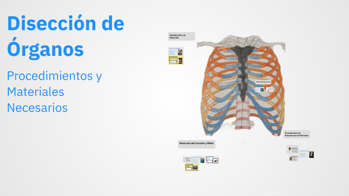 Disección de Órganos by Adrián Guerrero Díaz on Prezi