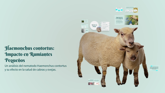 Haemonchus contortus: Impacto en Rumiantes Pequeños by Regina Verdugo ...