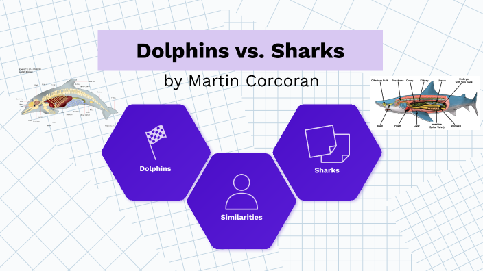 Dolphins and Sharks by MAC Corcoran on Prezi