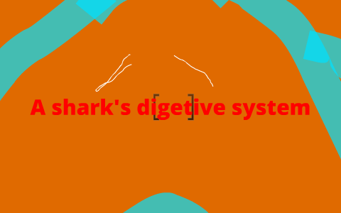 The Shark's Digestive System by Holland Mowry on Prezi