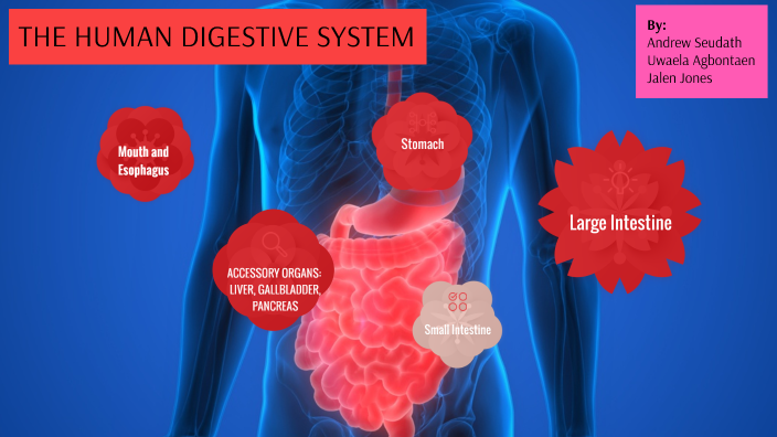 Digestive System by Jalen Jones on Prezi