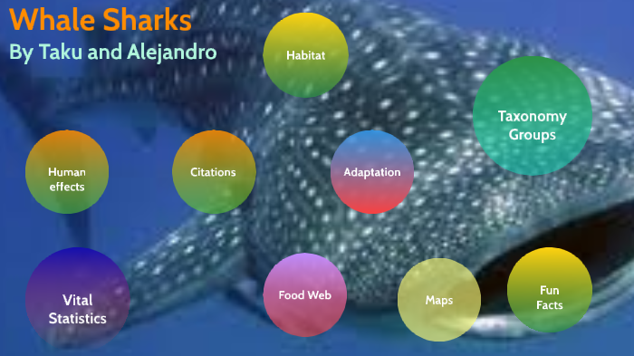 Whale sharks by Taku and Alejandro by Taku Coulston on Prezi
