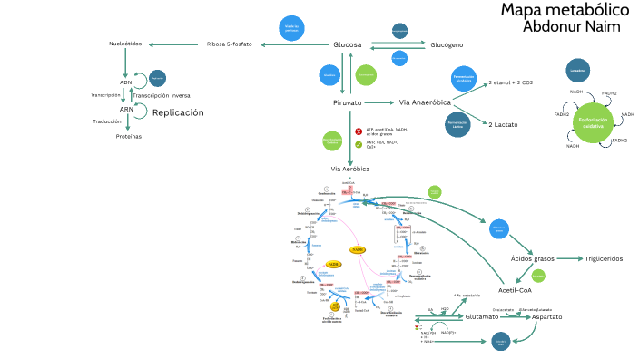 Mapa Metabolico - Abdonur Naim by NAIM ABDONUR on Prezi