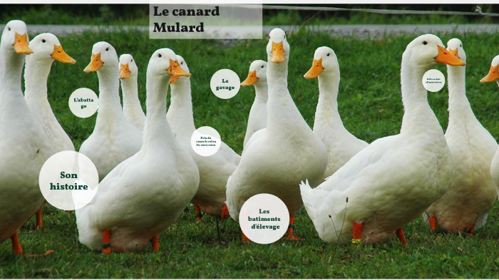 Canard mulard by Roméo Mounaix on Prezi