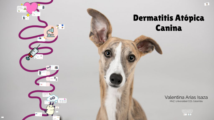 Dermatitis Atópica Canina by Valentina Arias Isaza on Prezi