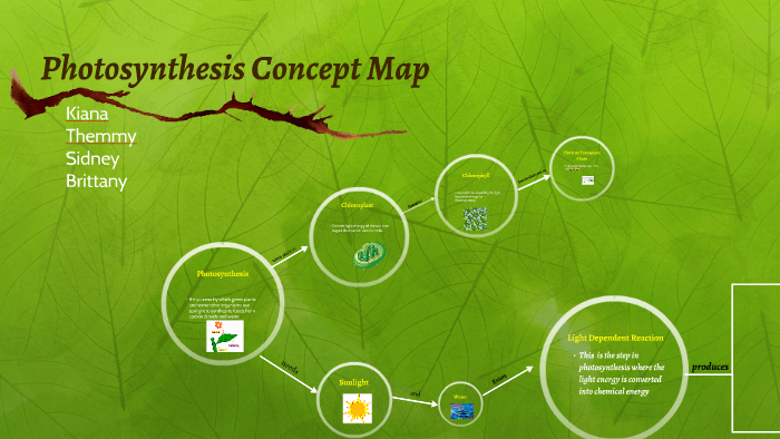 Photosynthesis Concept Map by Kiana Acetty on Prezi