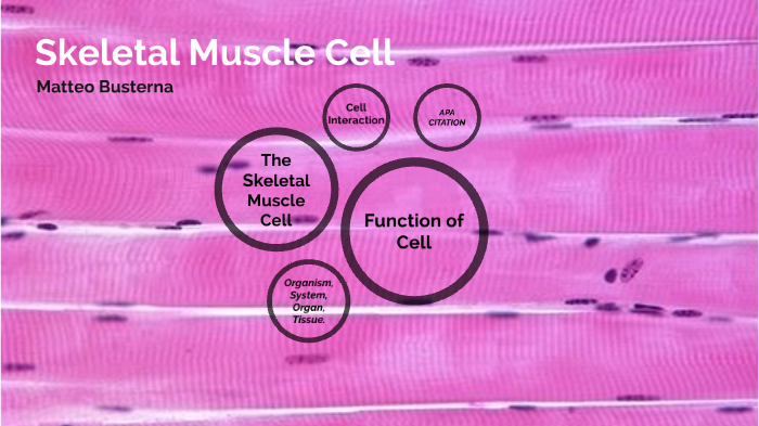 Skeletal Muscle Cell Project by Matteo Busterna on Prezi