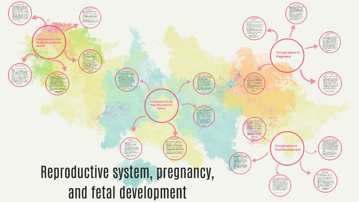 Reproductive system, pregnancy, and fetal development by peyton schultz ...