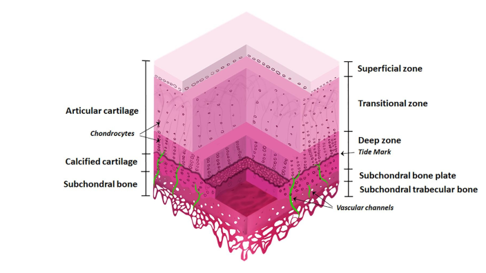 Osteoblast_Pathways by Inga Van den Bossche on Prezi
