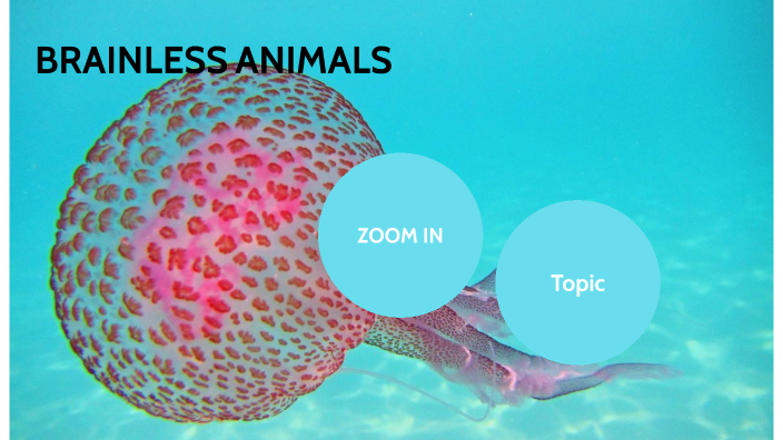 Brainless Animals by Atjima Kritboonchoo on Prezi