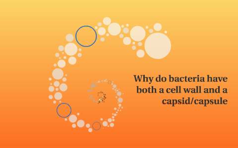 Why do bacteria have both a cell wall and a capsid/capsule by Brandon ...