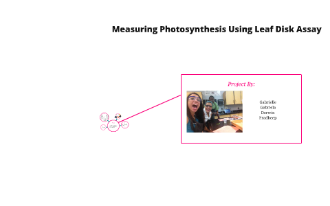 Measuring Photosynthesis Using Leaf Disk Assay by Gabrielle D'Esposito ...