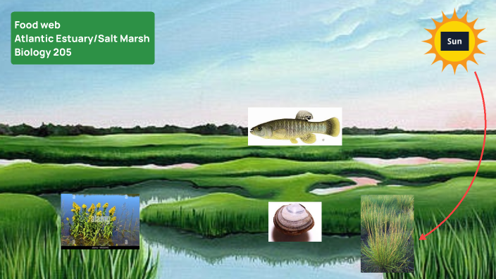 Biology 205- Estuary/Salt Marsh (Atlantic) by foodweb on Prezi