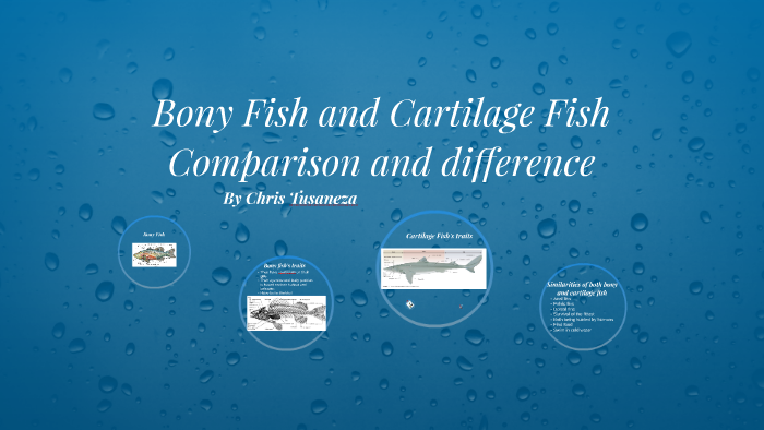 Bony and Cartilage Fishes comparisons and Differences by Chris Tusaneza ...