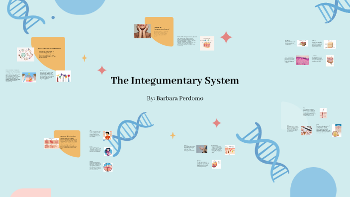 The Integumentary System by Barbara Perdomo on Prezi