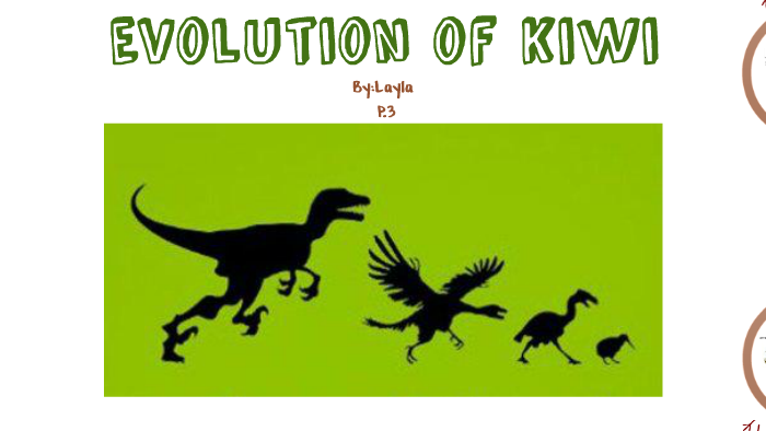 evolution of kiwi by on Prezi