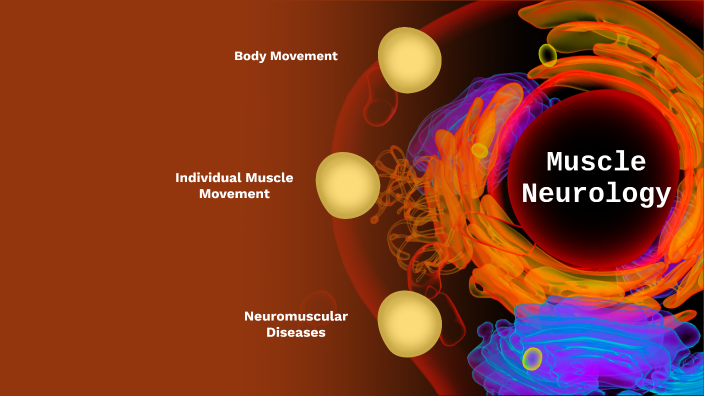 Muscle Neurology by Ashton Hammond on Prezi