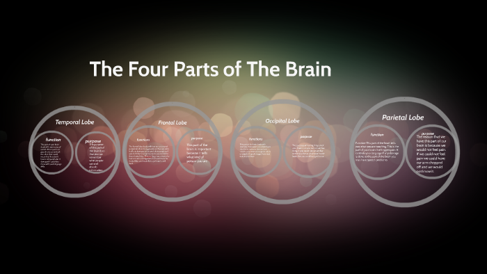 The Four Parts of The Brain by lucas Pfeifer on Prezi