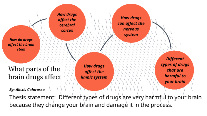 What Parts Of The Brain Drugs Affect by Alexis Colarusso on Prezi
