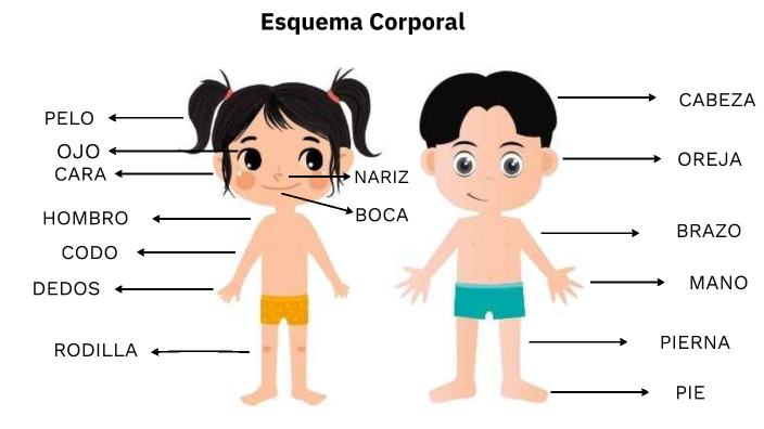 Esquema corporal by maria arevalo on Prezi