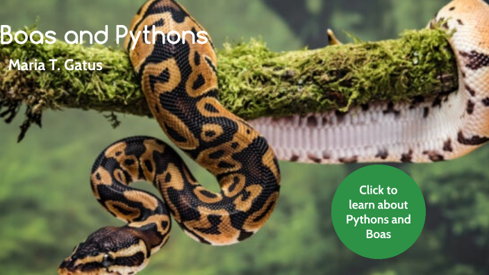 Evolution of Pythons and Boas by maria gatus on Prezi