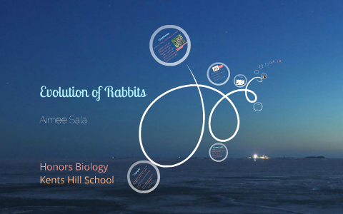 Honors Bio: Evolution of Rabbits by Aimee Sala on Prezi