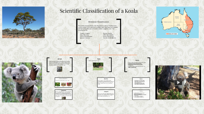 Scientific Classification: Koala by Taylor Johnson on Prezi