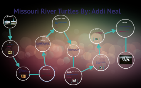 Missouri River Turtles By: Addi Neal by Trudy Lakes