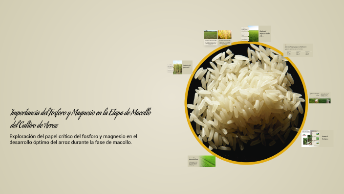 Importancia del Fosforo y Magnesio en la Etapa de Macollo del Cultivo ...