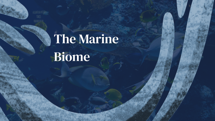 The Marine Biome by ELLA FREEMAN on Prezi