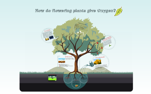 How do plants make Oxygen? by insaaf nur on Prezi